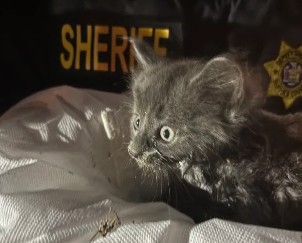 Suffolk County deputy sheriff adopts kitten after rescuing it from ...