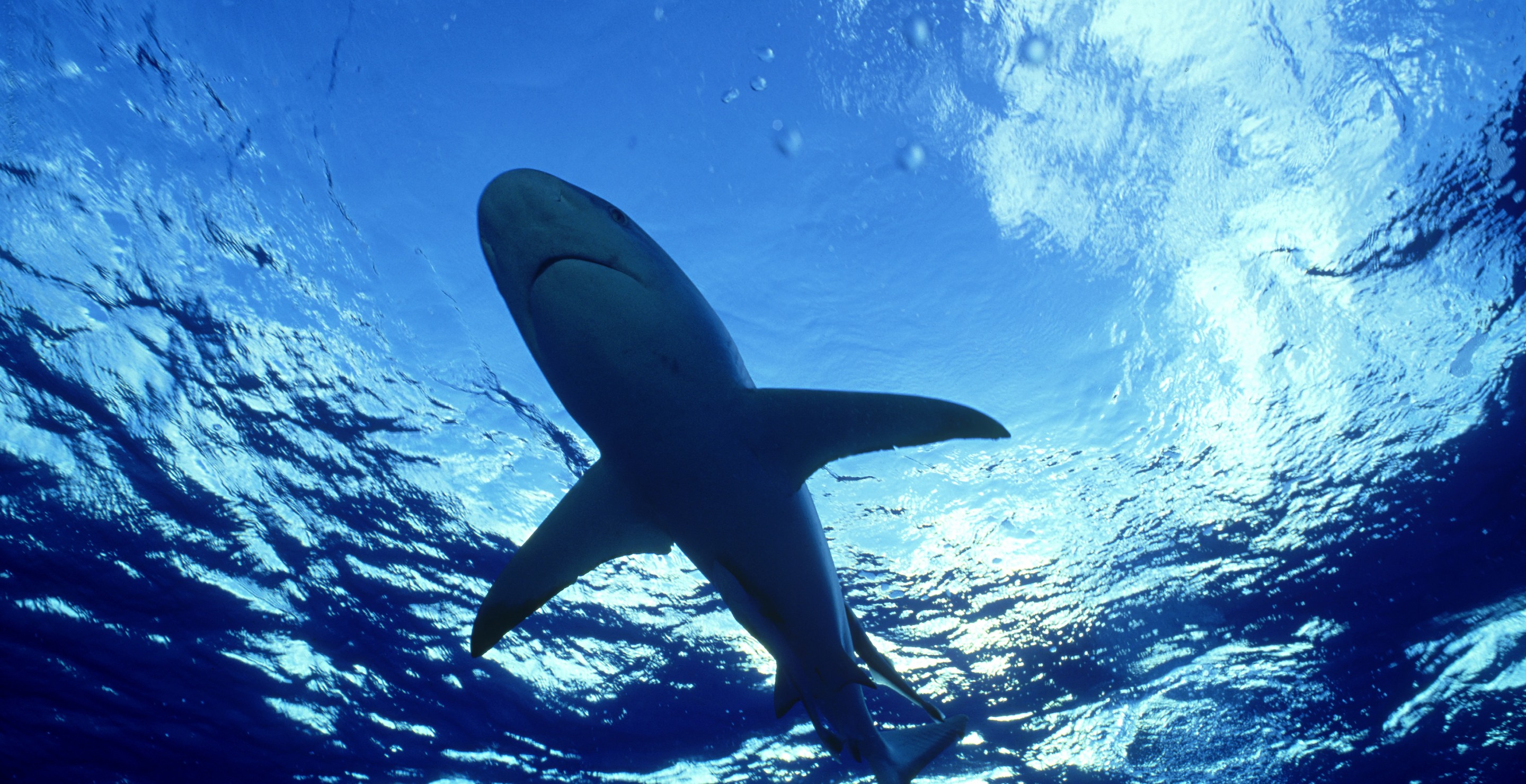 8-Year-Old In Critical Condition After Getting Shark Bit While Snorkeling