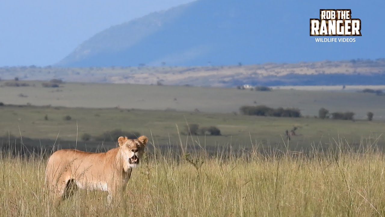 Lone lioness desperately searches for her missing pride