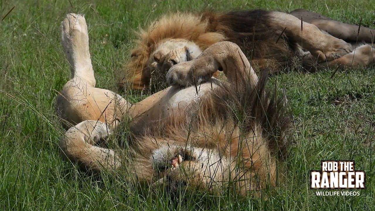 Lion pride endures scorching heat on the Zebra Plains