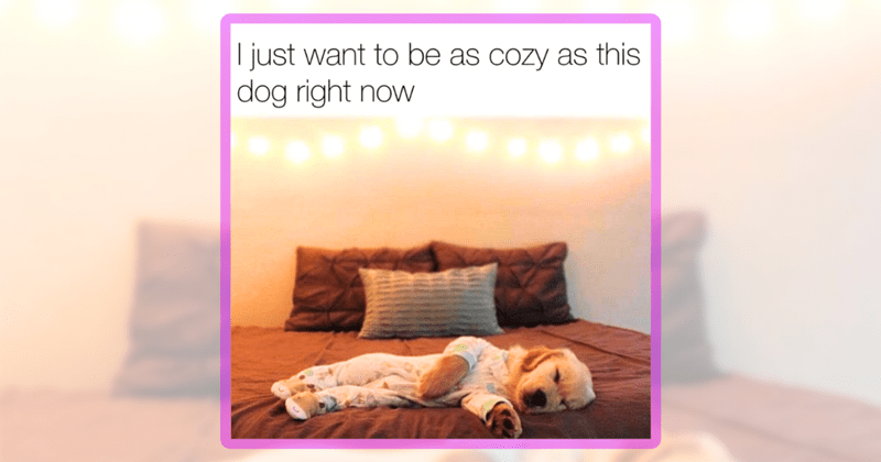 25 Wholesome Doggo Memes to Start Your Morning on the Right Paw
