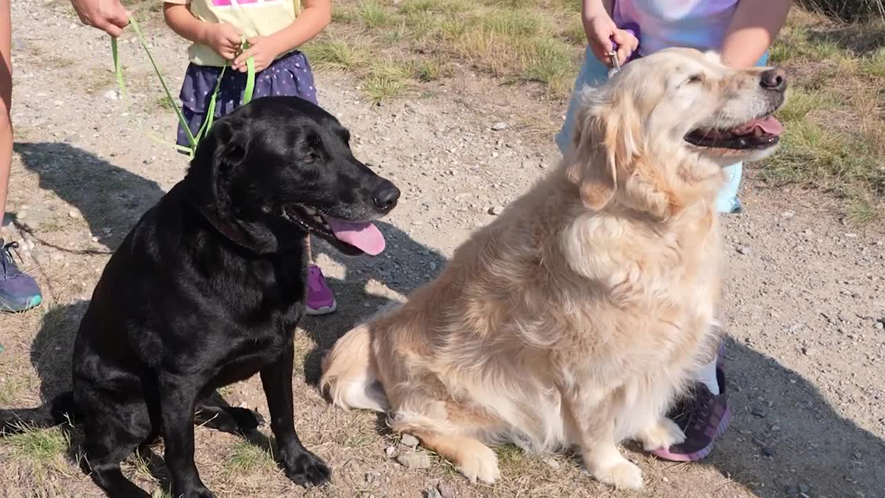 Nonprofit holds contest to showcase dogs in the Montana outdoors