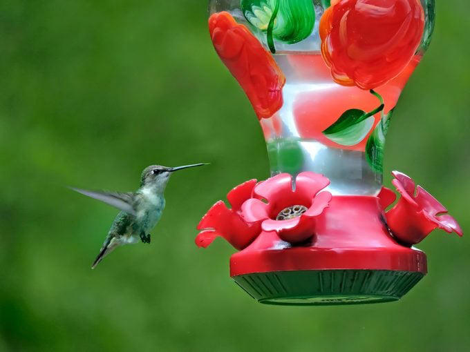 If You See Mold on Your Hummingbird Feeder, This Is What to Do