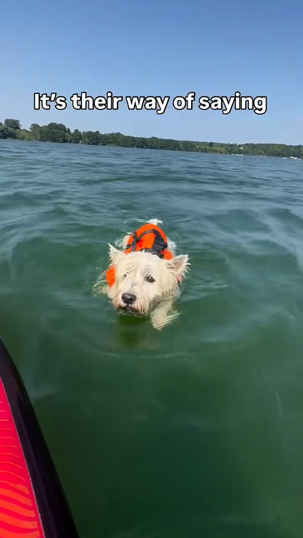My Dog Grunts Like A Walrus When Happy