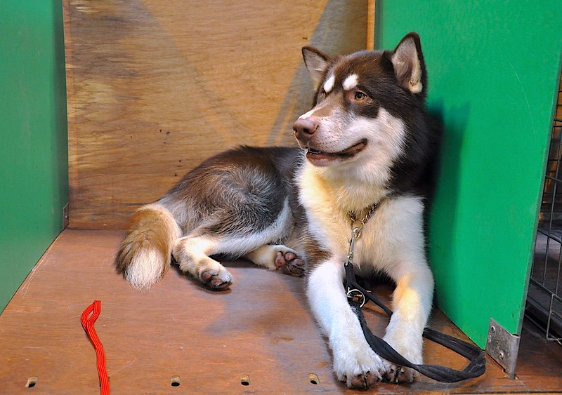 These 12 Canadian dog breeds are perfect for apartment living