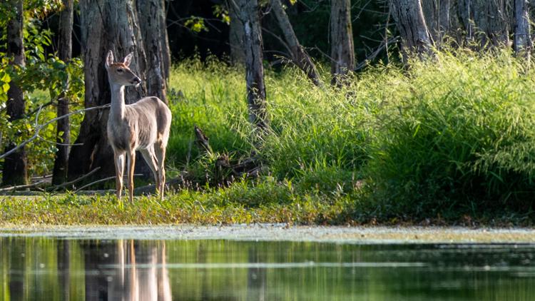 Michigan deer hunters face major rule changes for 2026-2027 seasons ...