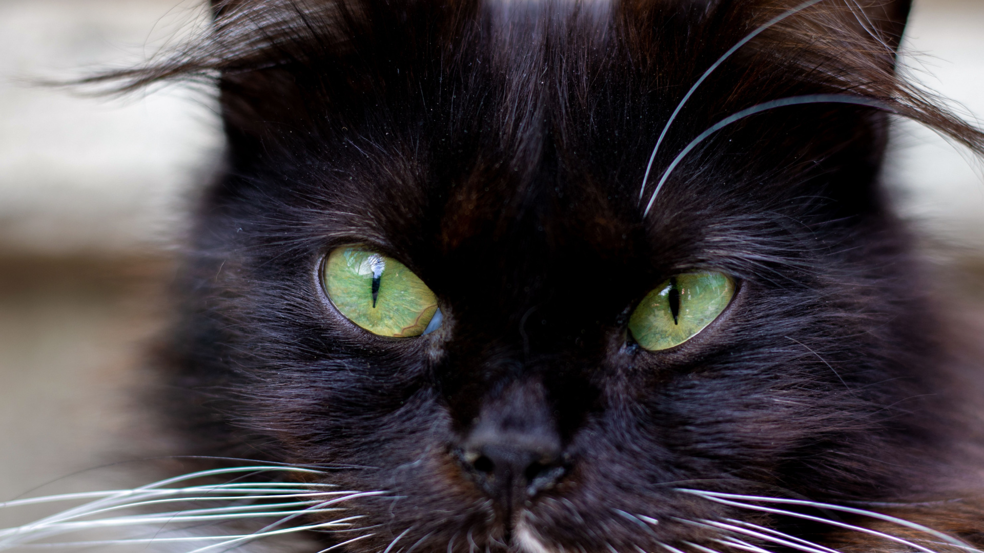 15 Cat Myths People Often Believe And What Is Really True