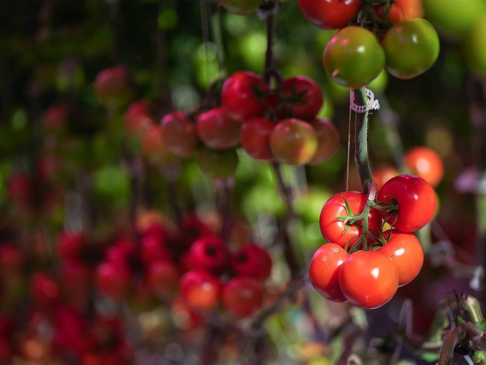 Big Marble Farms gets $2.2-million government grant to install ...