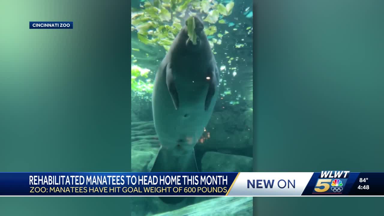 3 manatees rehabilitated at Cincinnati Zoo to return to native waters