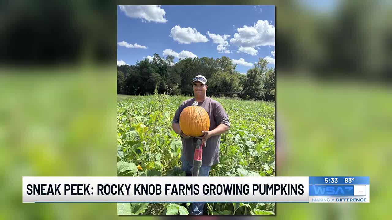 Sneak peek: Rocky Knob Farms growing pumpkins