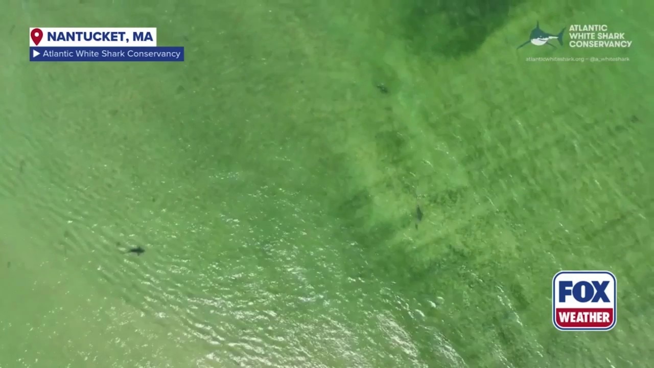 Video shows dusky sharks preying on seal off Nantucket, Massachusetts