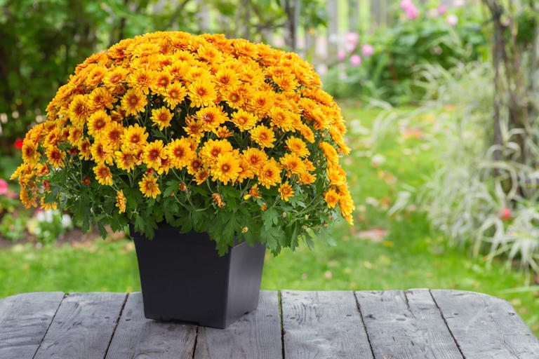How to Keep Mums Thriving All Fall—Without a Single Crispy Leaf