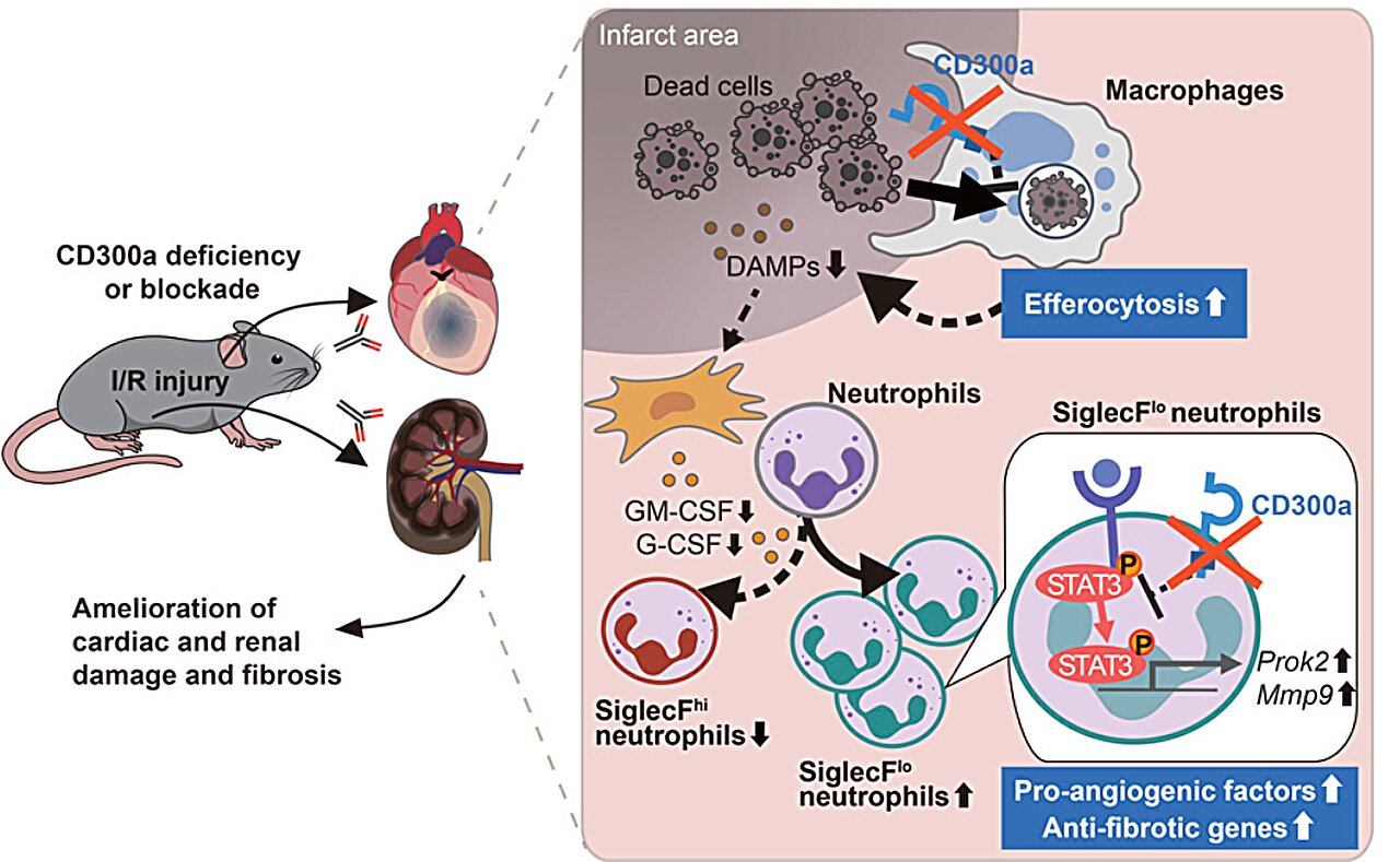 Developing a novel drug for acute myocardial infarction, acute kidney ...