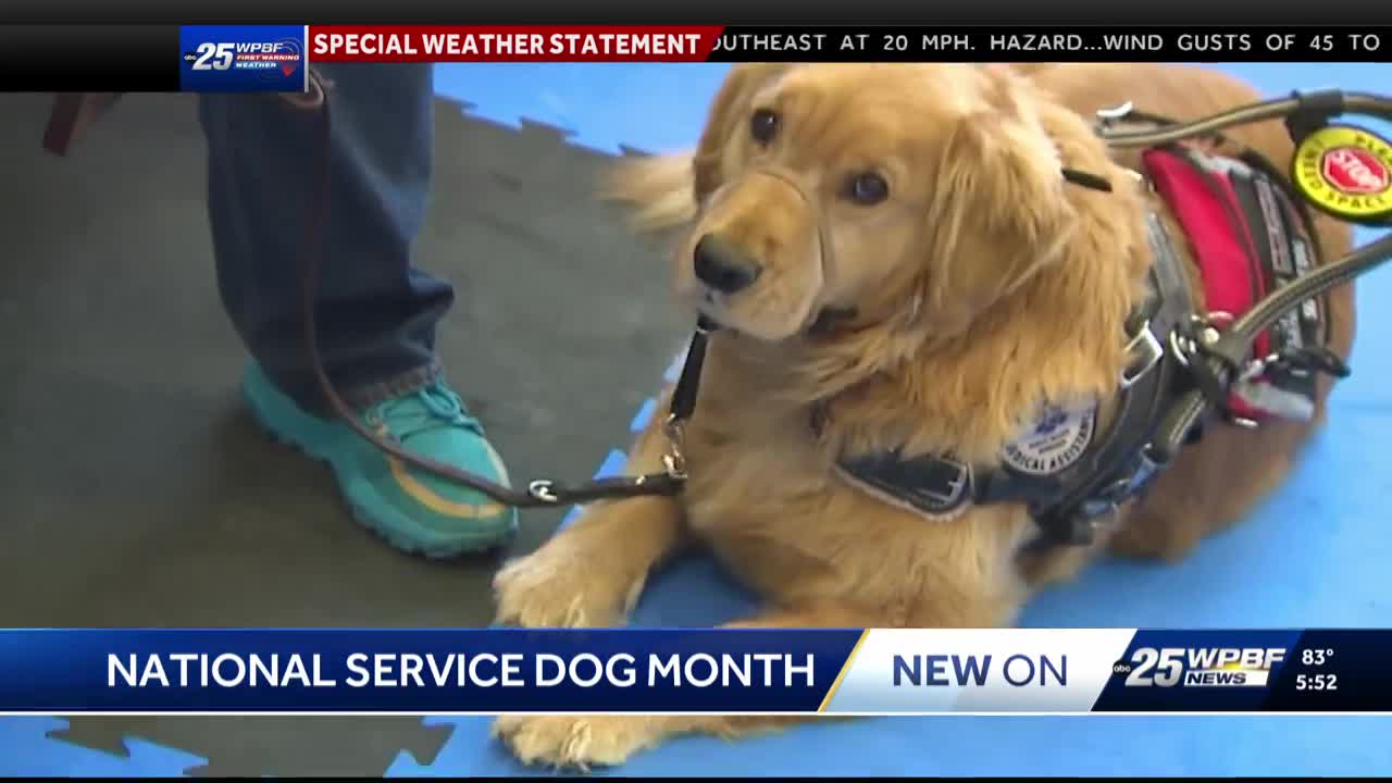 September is National Service Dog Month