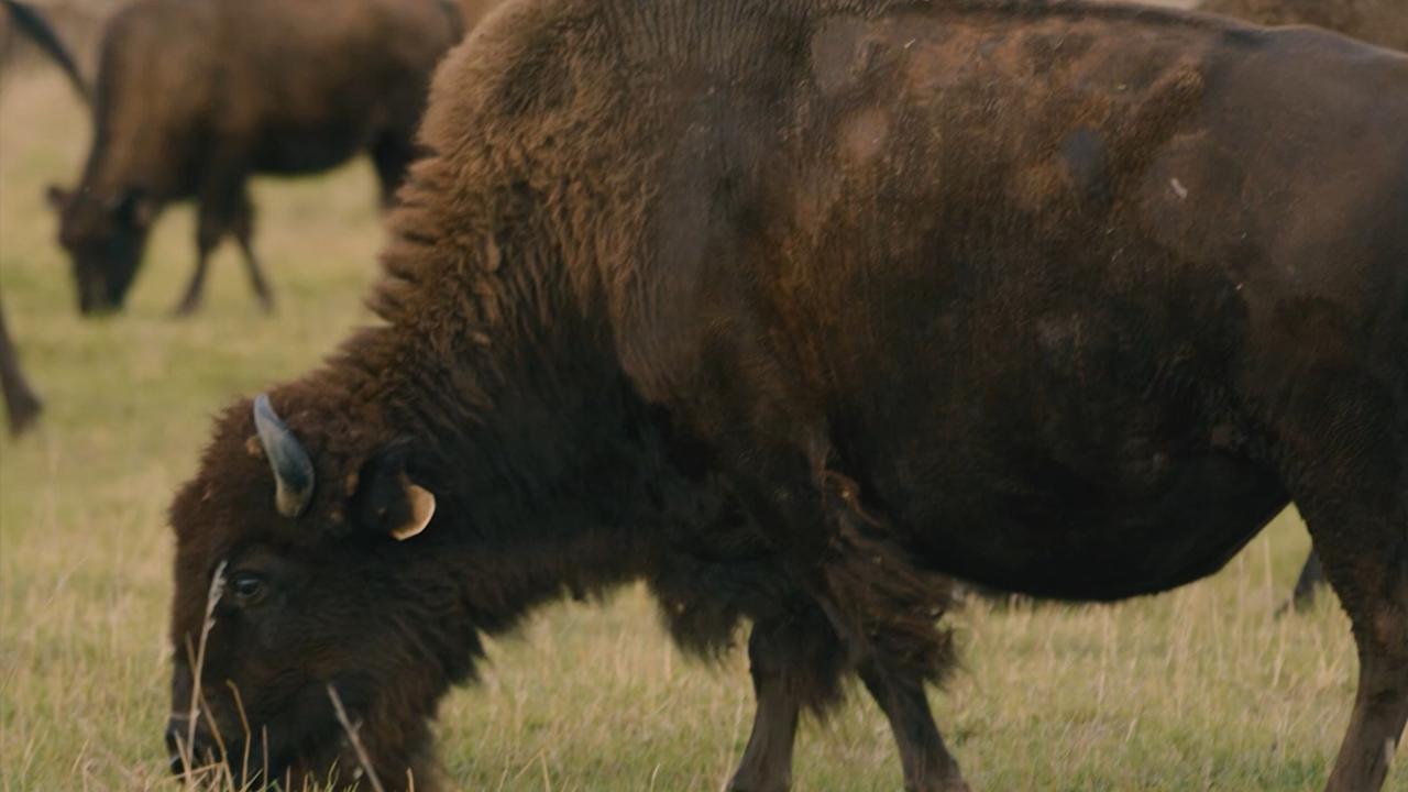 Bison Herd Wildlife