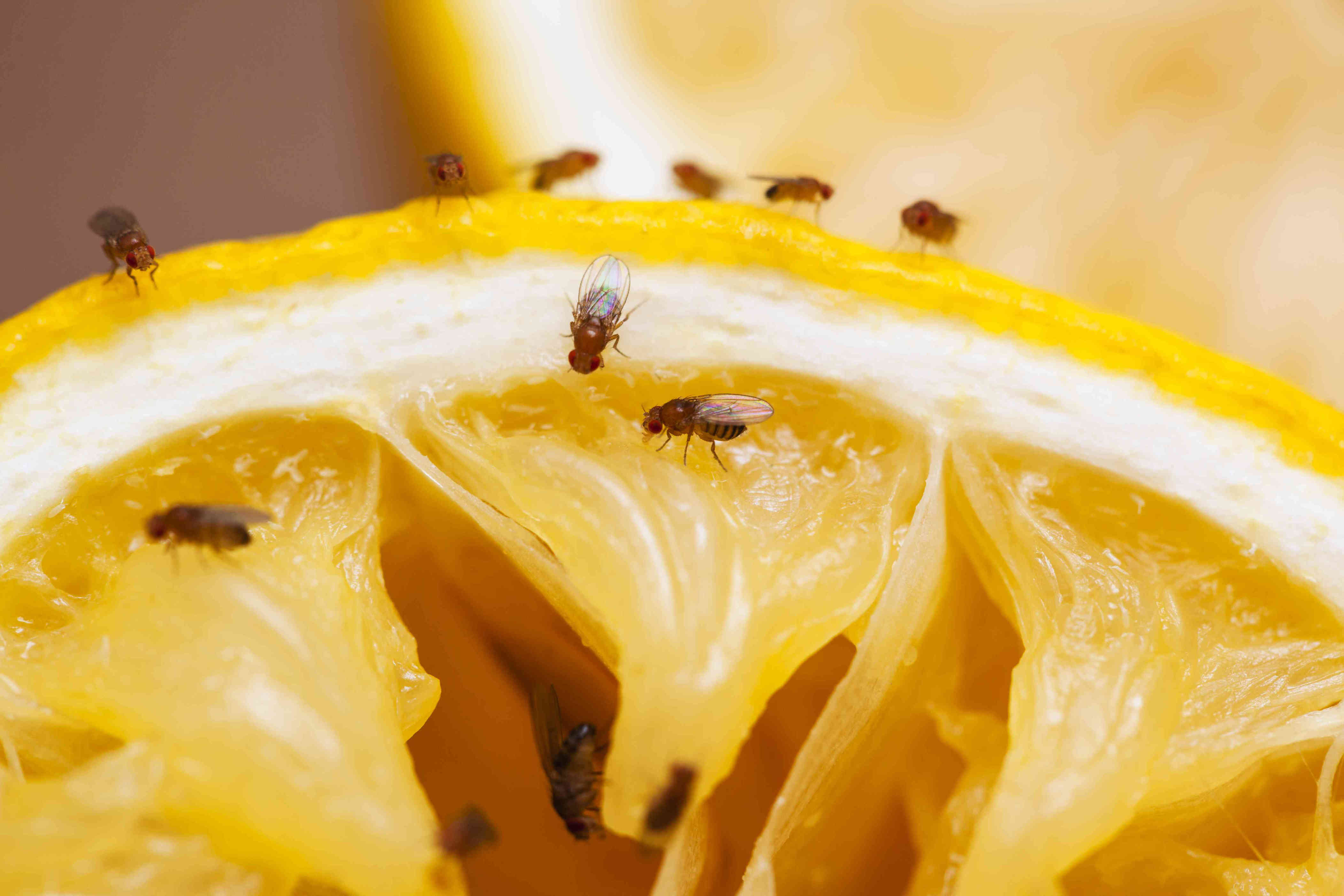 The Best Way To Get Rid of Fruit Flies, According to a Pest Control Expert