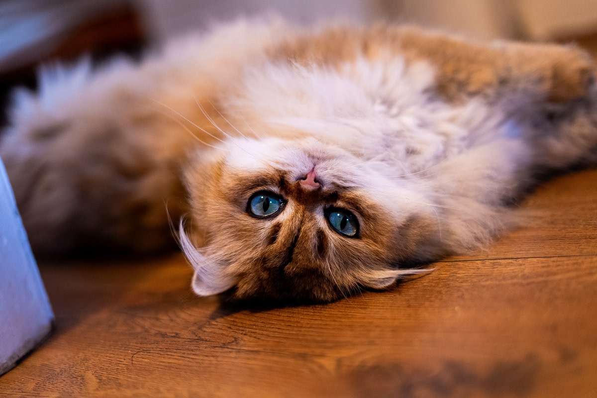 Stunning British Longhair Cat With ‘On-Point Eyeliner’ Could Give ...