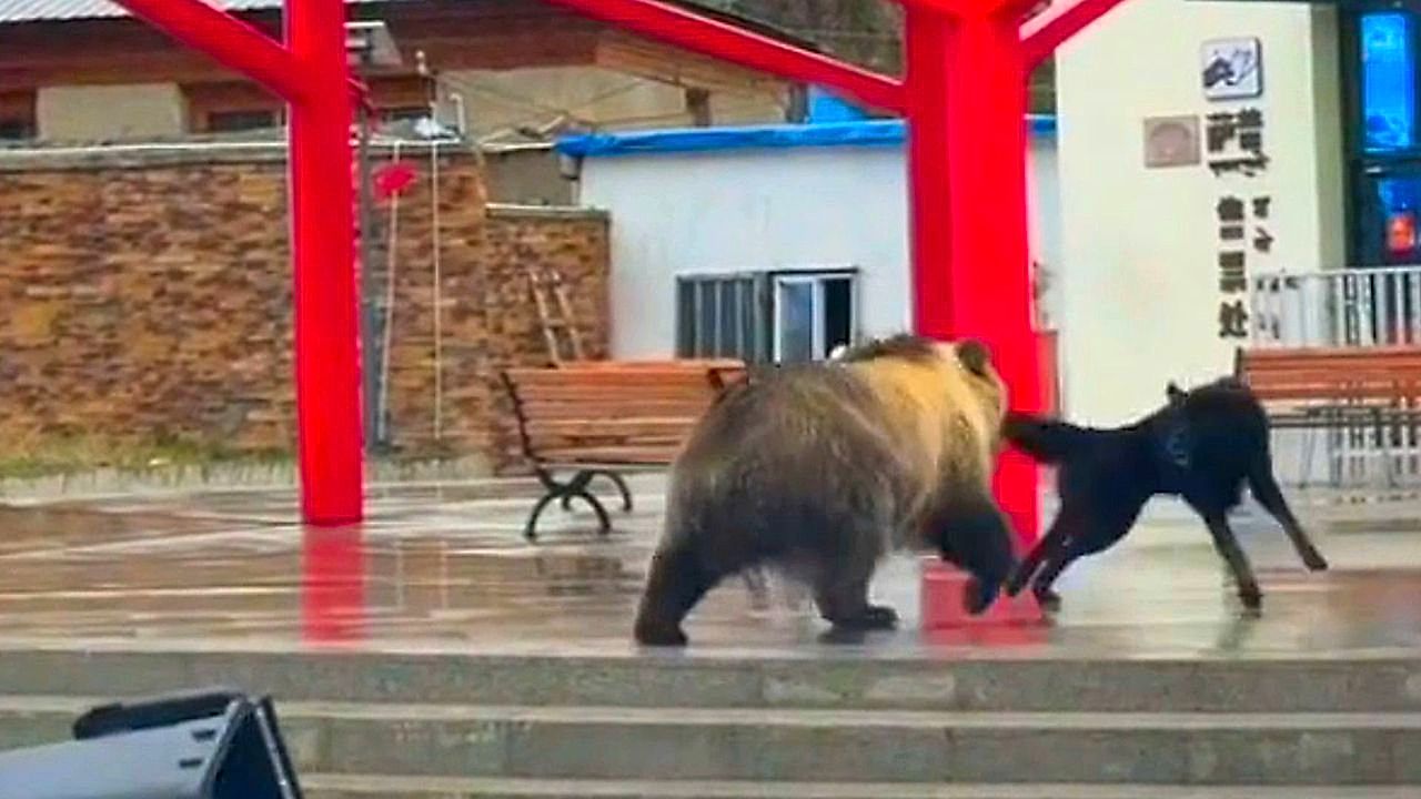 Brave dog confronts brown bear raiding trash cans in parking lot