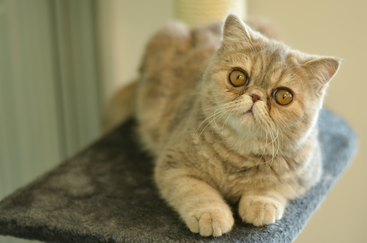 Exotic Shorthair Cat Goes Viral for Being MVP of Bowling Green Football ...