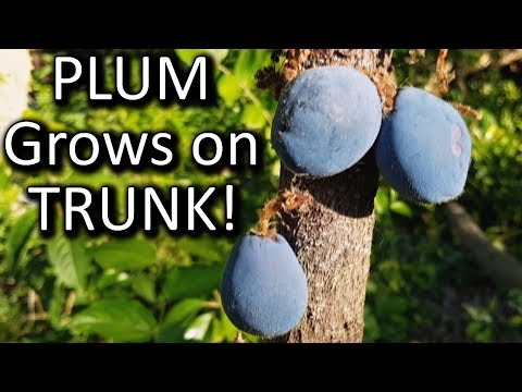 Weird Plum Fruits on the Trunk of Tree | Davidson Plum Rainforest Bush ...