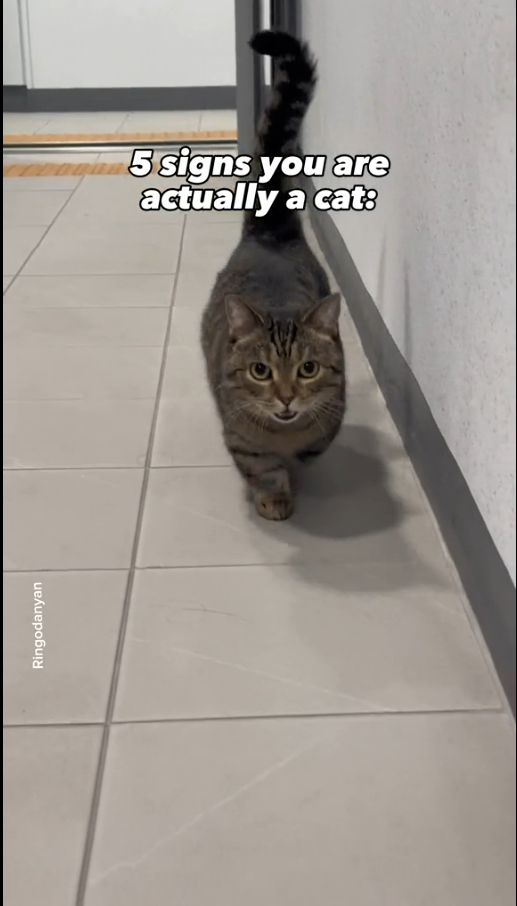 Five Signs You Might Secretly Be a Cat