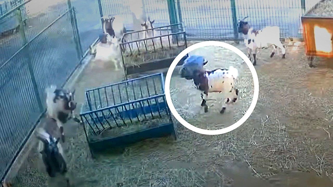 Goat comically spooks entire herd after getting head stuck in plastic bag