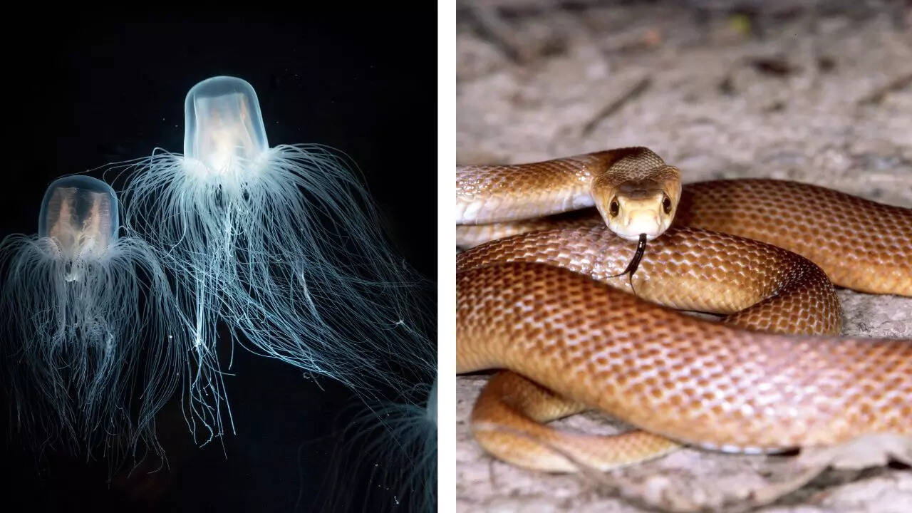 Deadly by nature: 5 of the most venomous animals in the world