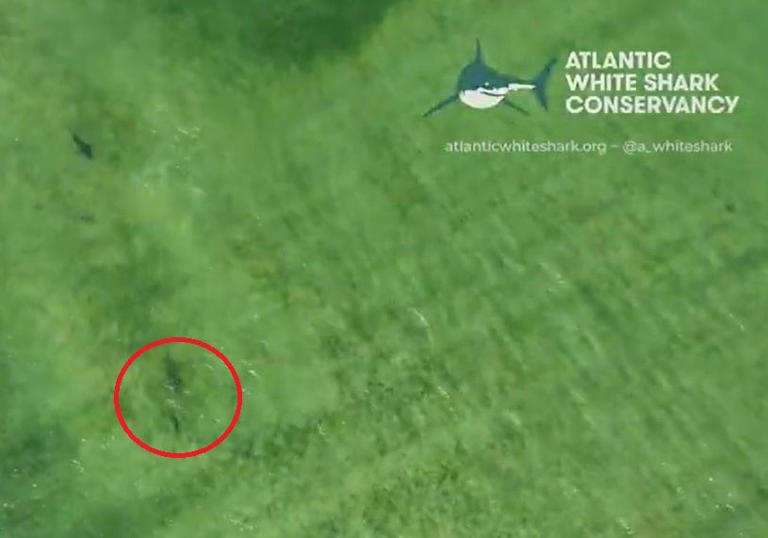 Watch: Video reveals first known evidence of dusky sharks preying on ...