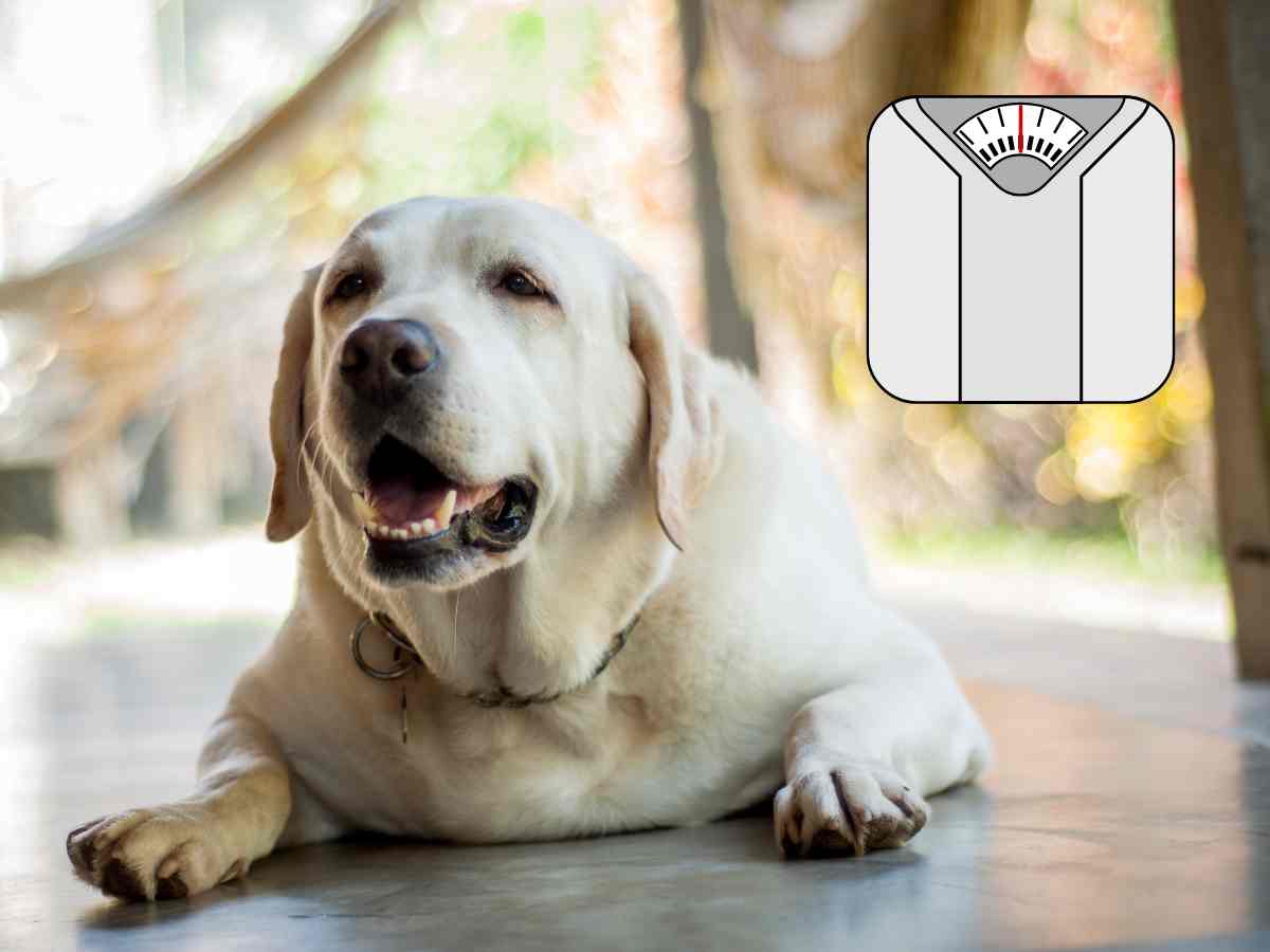 Cómo saber si tu perro tiene obesidad: por qué los ‘lomitos’ rellenitos ...