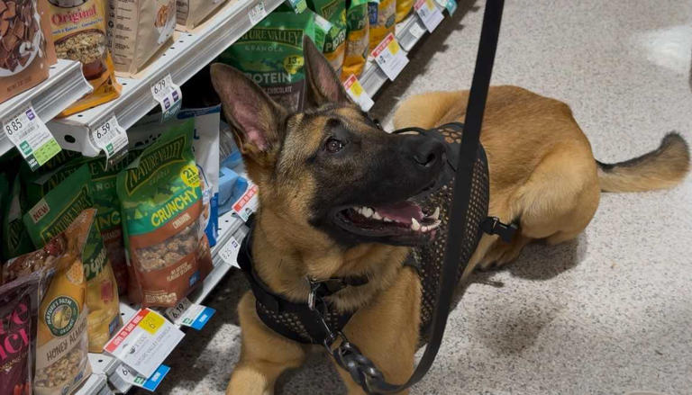 September is National Service Dog Month