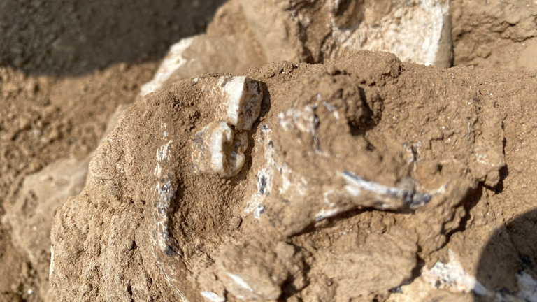 1.8 million-year-old human jawbone discovered in Republic of Georgia ...