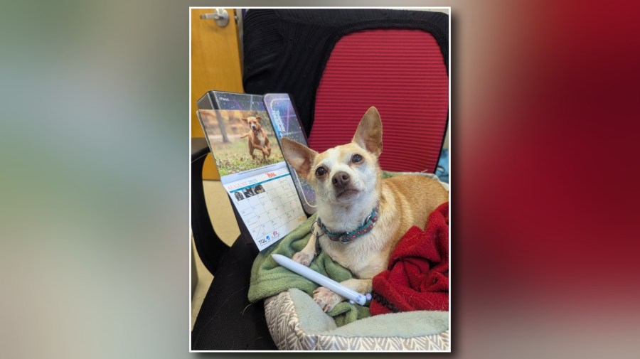 Vote for your favorite pets to be featured in RAL’s 2026 calendar