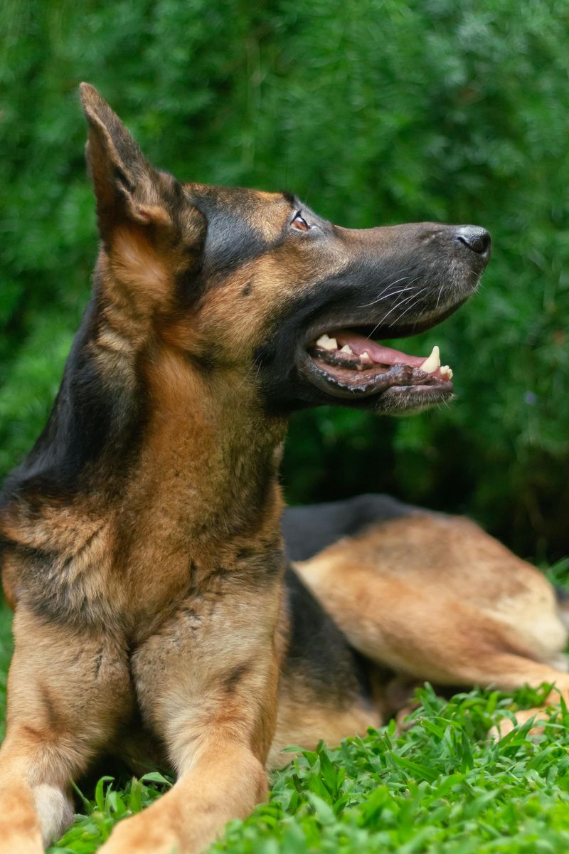 8 Unique Types Of Shepherd Dogs From Around The World