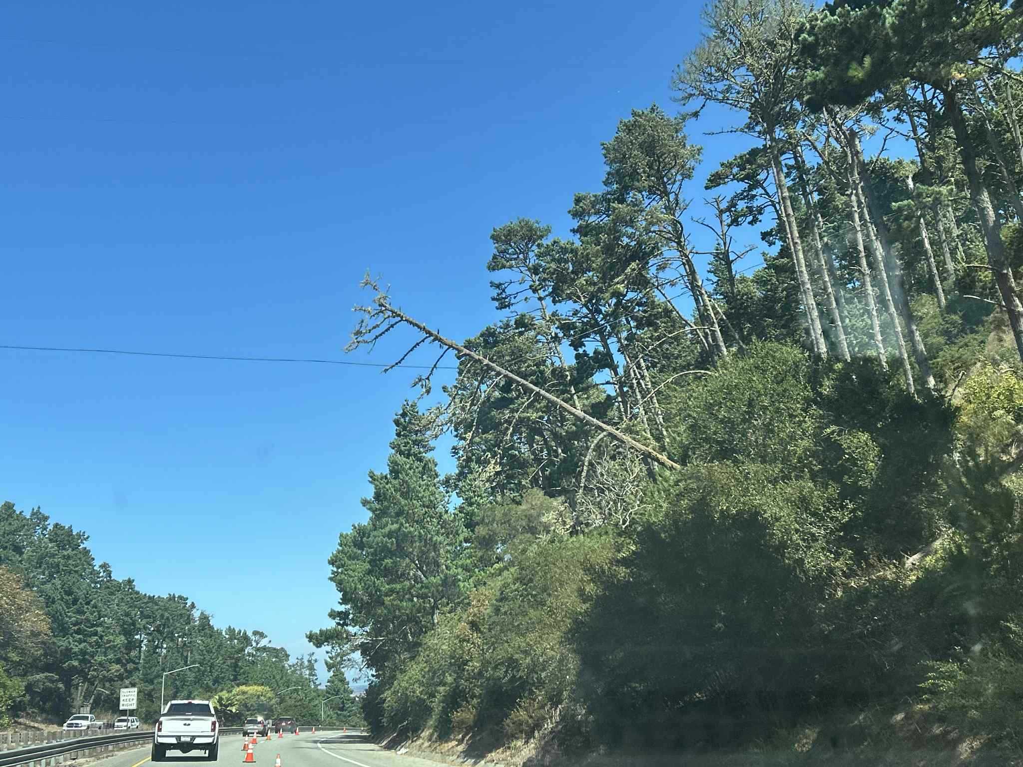 Tree on wires closes Highway 1 lane in Carmel; expect delays