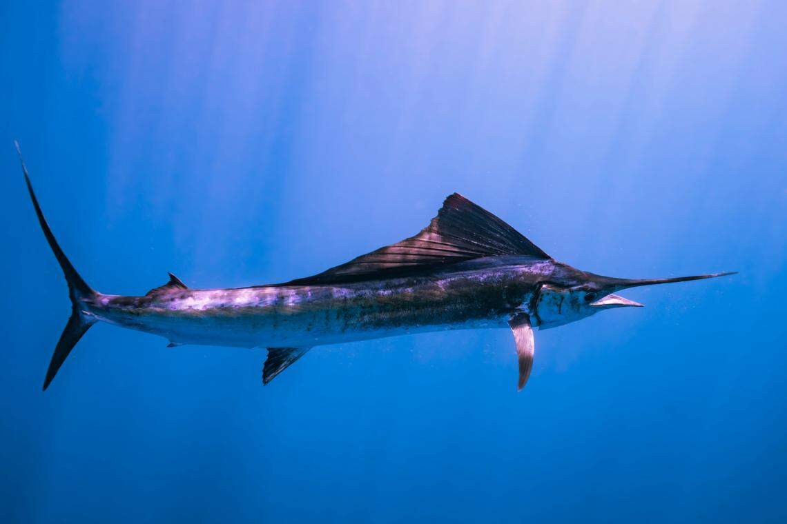 Breaching swordfish soars from California waters. See the ‘amazing' video