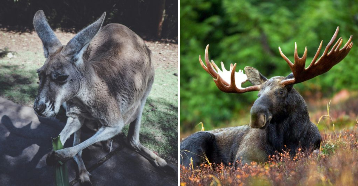 11 Animals You Should Avoid Startling In The Wild