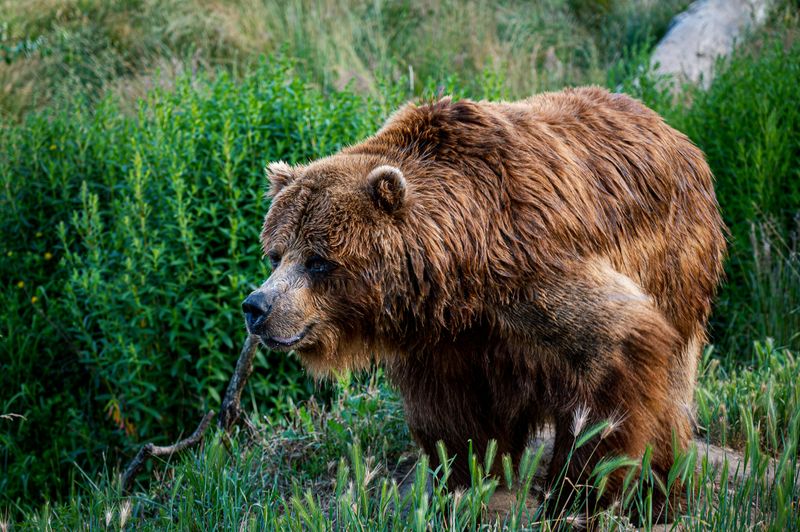 11 Animals You Should Avoid Startling In The Wild
