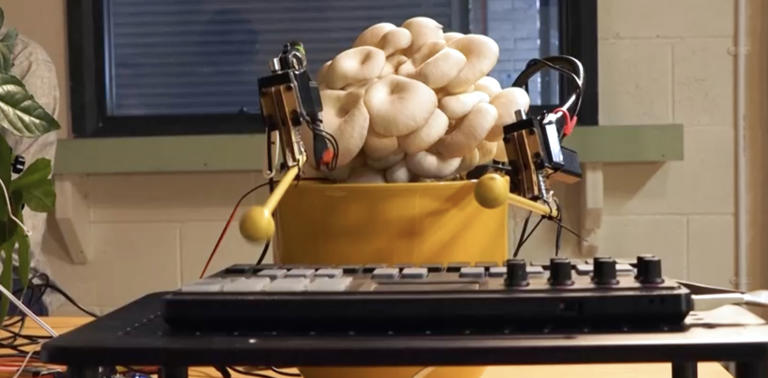 Manchester band wows with mushroom-powered drummer