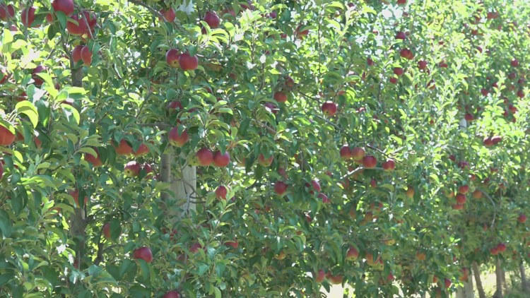 Lynd Fruit Farm to crack down on apple theft this season