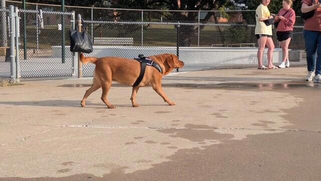 PICTURES: Dogs enjoy the final summer swim at Springfield’s Fassnight Park