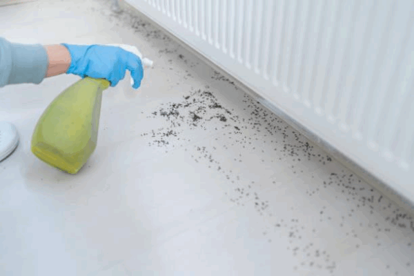 Five Signs of a Pest Infestation in Your Home