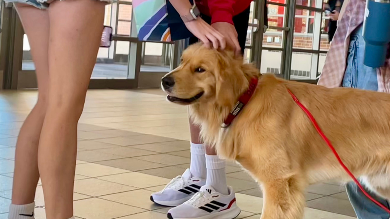Back to school means back to work for Tito, the therapy K9
