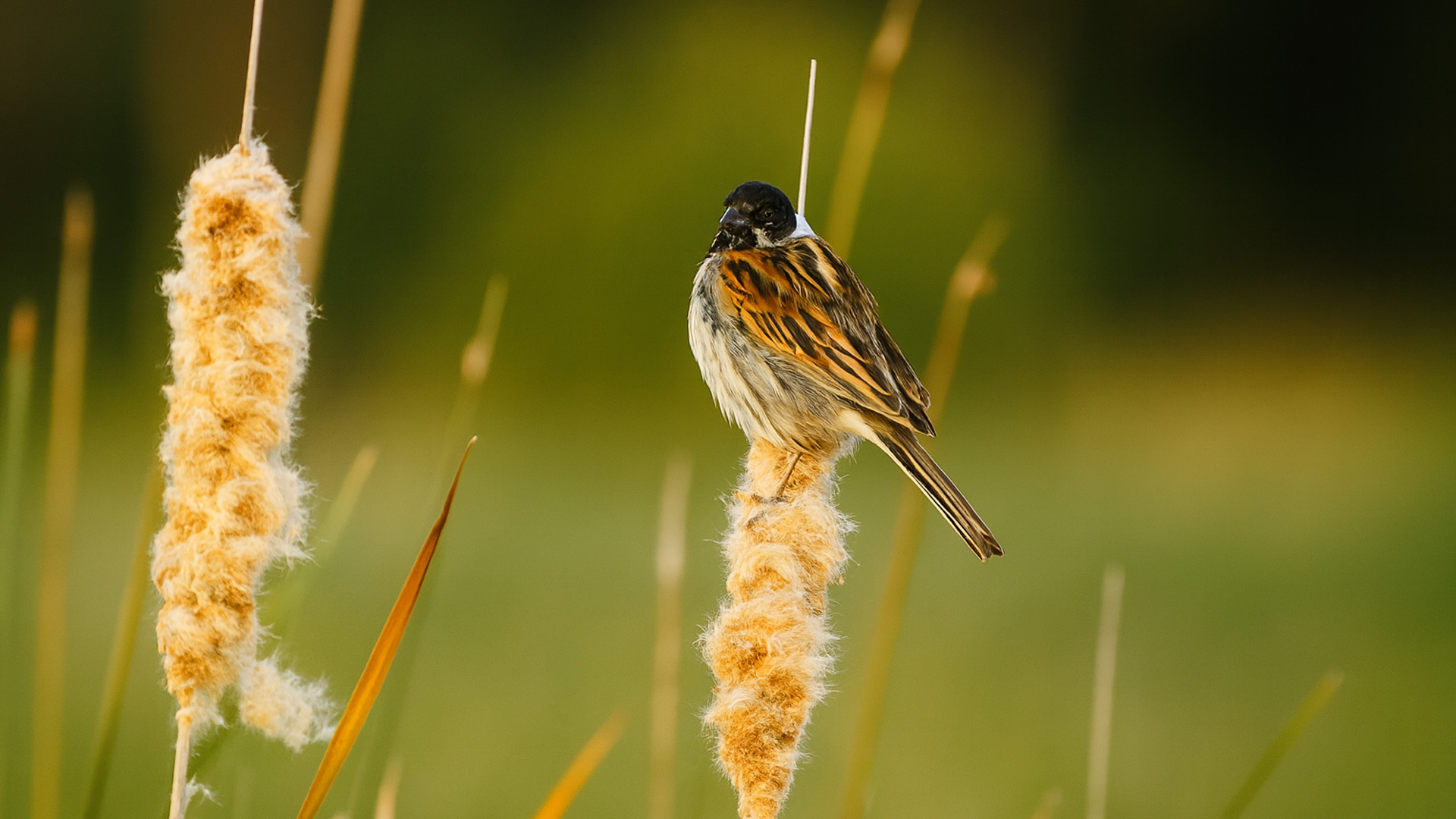 Bird Sounds in Nature – Reed Bunting (Emberiza schoeniclus)