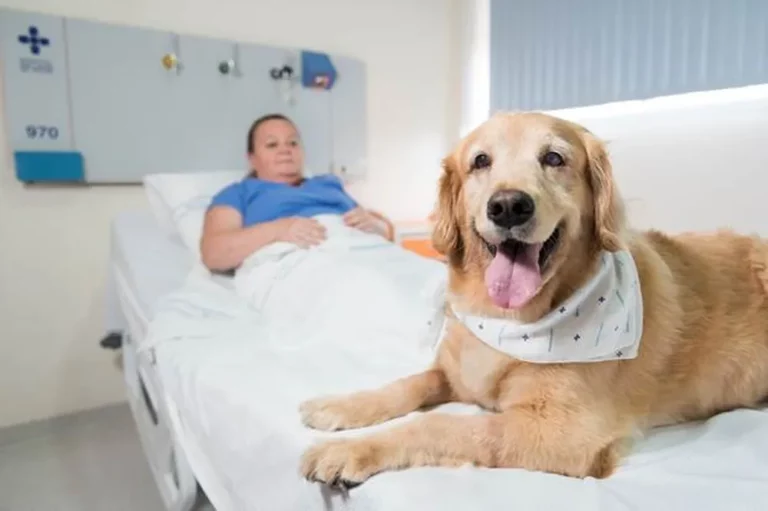 Pets poderão visitar pacientes em hospitais, é o que propões lei. Veja aqui