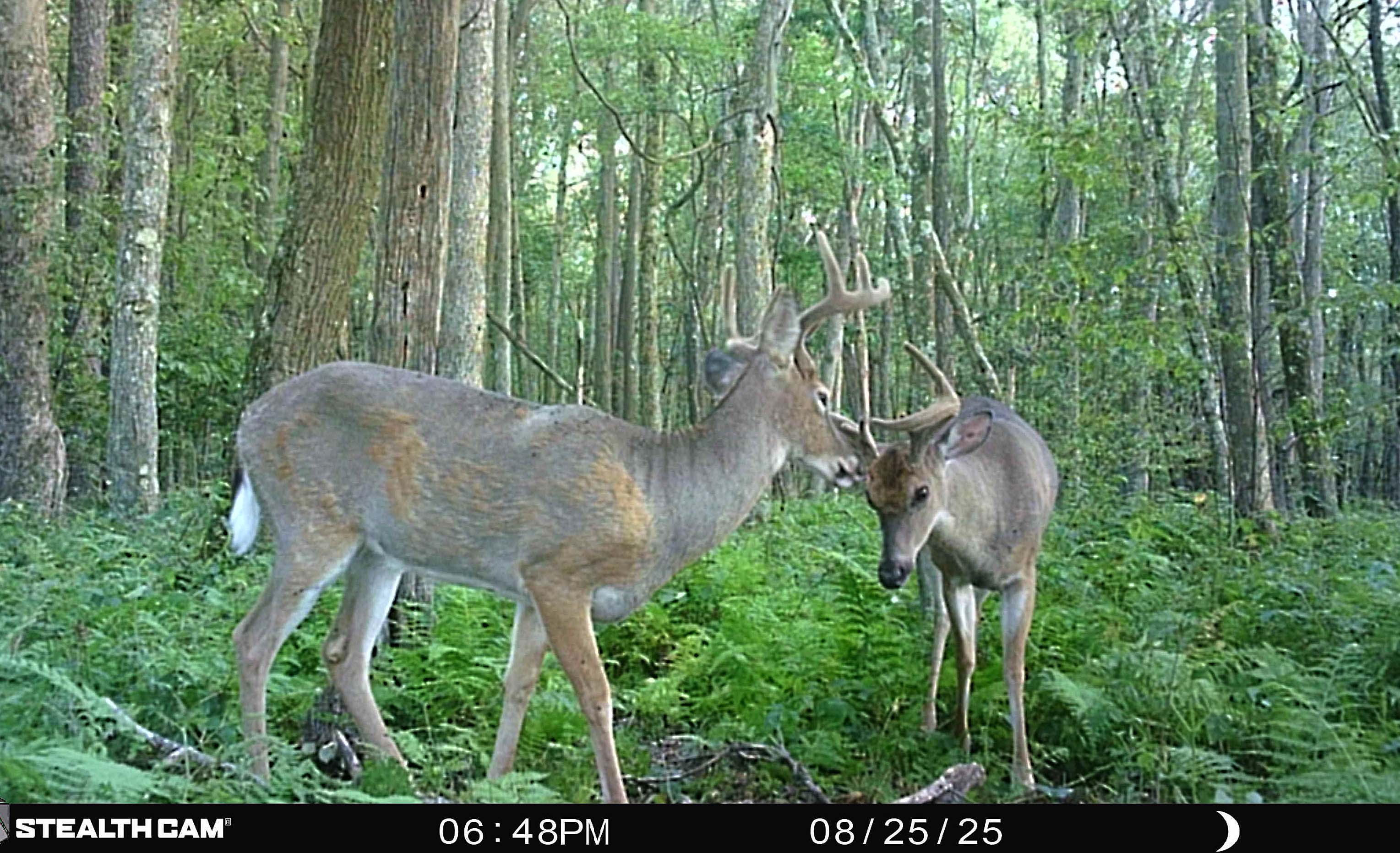 State parks director explains challenges of adding more Sunday hunting ...