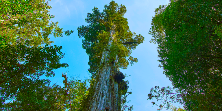 This 5,000-Year-Old Tree Witnessed The Rise And Fall Of One Of The ...