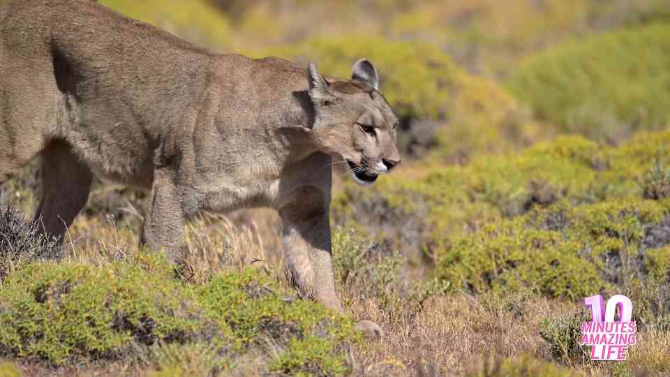 Puma Safari in Afrika