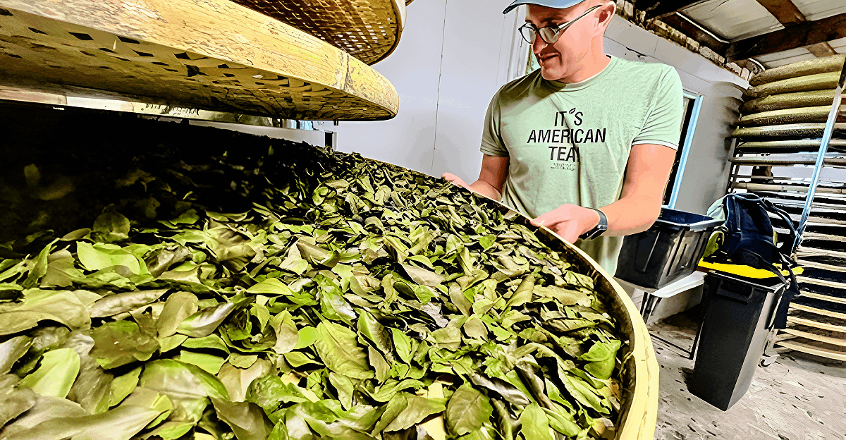Coffee Tariffs Propel Only US-Native Caffeinated Plant To Stardom