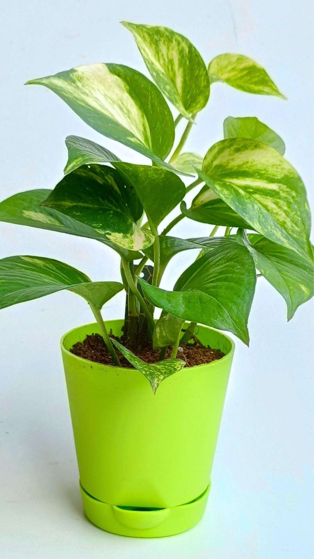 9 Houseplants That Bring Good Fortune