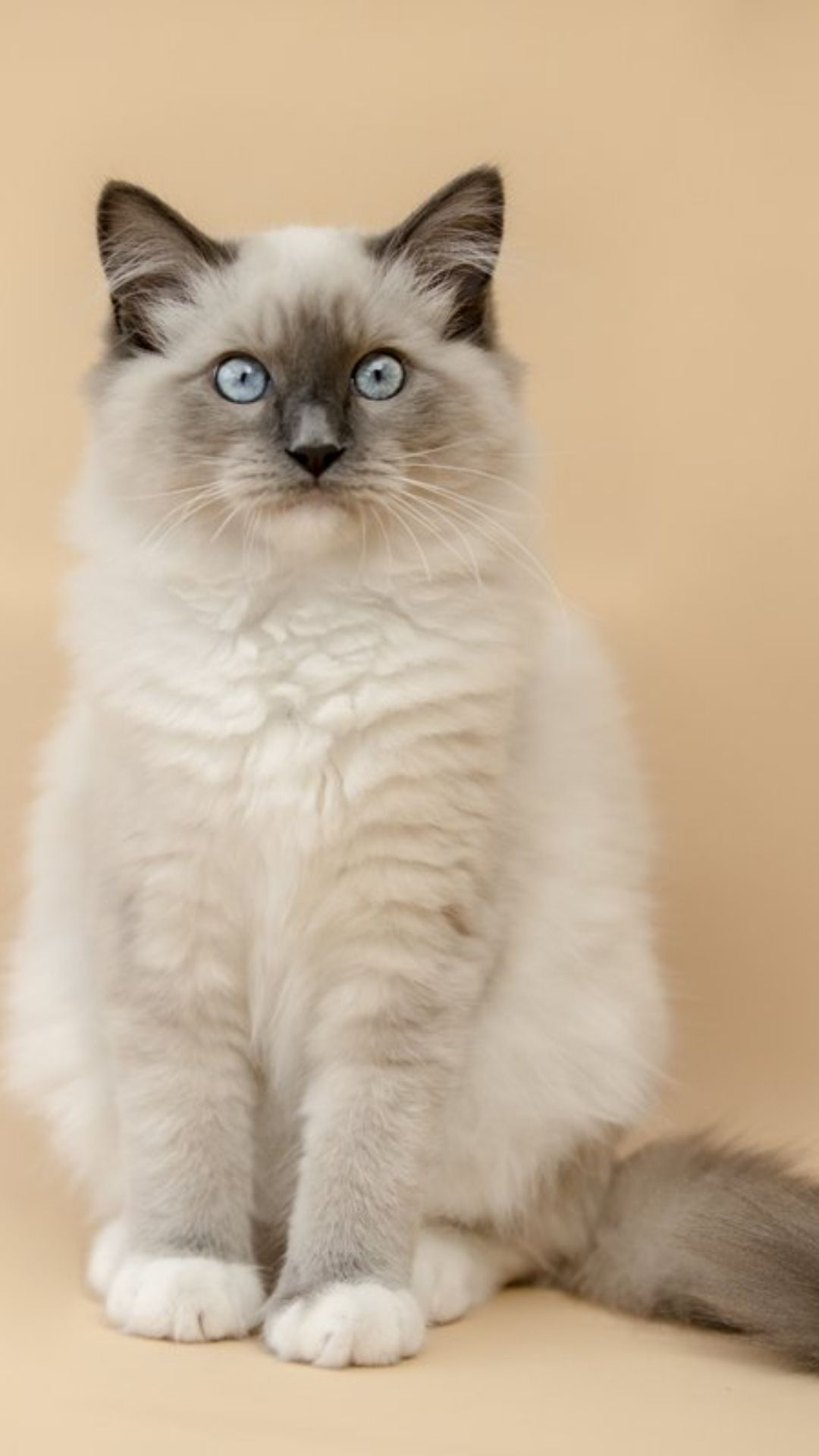 9 Cat Breeds That Make Perfect Pets